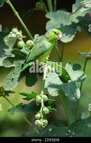 Pacific Parrotlet (Forpus coelestis), Ecuador, South America Stock ...