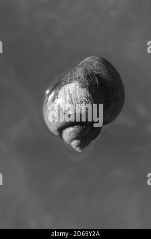Grayscale closeup shot of a snail shell on a leaf Stock Photo - Alamy