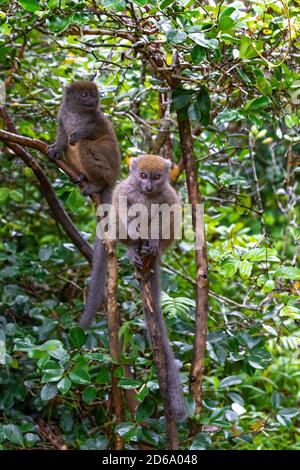 The Funny bamboo lemurs on a tree branch watch the visitors Stock Photo ...
