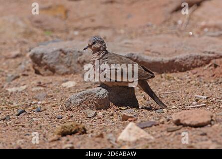 Picui Ground-Dove (Columbina picui), Argentina Stock Photo - Alamy
