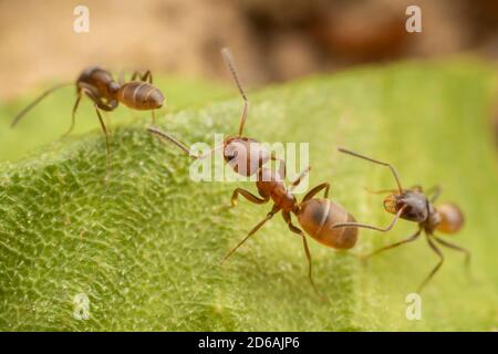 High Noon Ants (Forelius pruinosus Stock Photo - Alamy