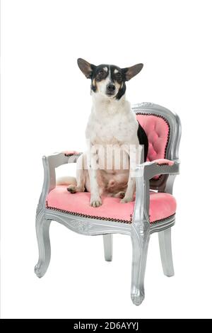 Dutch boerenfox terrier dog sitting facing the camera isolated on a ...