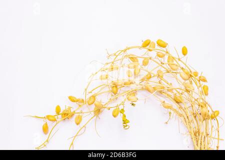 Dry chickpeas branches with pods isolated on white. A traditional ...