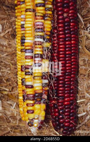 Decorative corn on the autumn market Stock Photo - Alamy