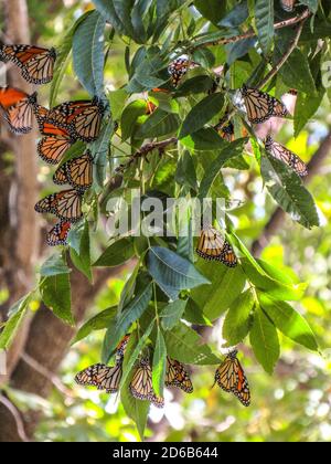 Monarch migration 2020 in San Angelo, Texas, USA Stock Photo - Alamy