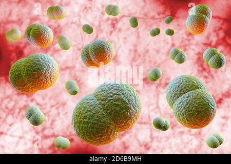 Microscope close up of meningitis bacteria, also known as meningococcus ...