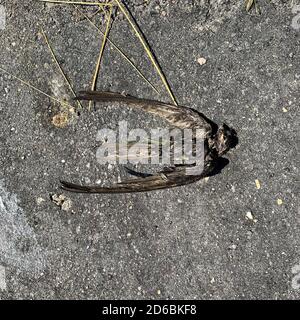 The unfortunate death of a flying bird: swallow. The corpse after death ...