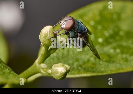 Fruit fly, Drosophila melanogaster, color variation. On the left are ...