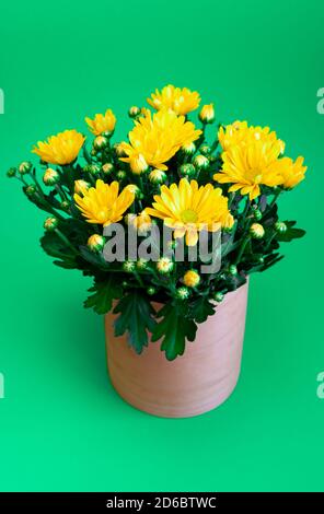 Beautiful yellow chrysanthemums in the garden Stock Photo - Alamy