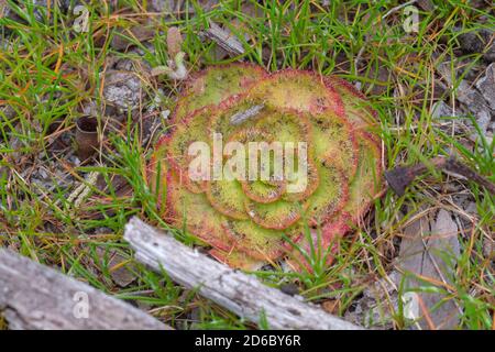 Drosera zonaria west of Brookton, Western Australia Stock Photo - Alamy