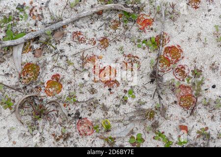 Drosera zonaria west of Brookton, Western Australia Stock Photo - Alamy