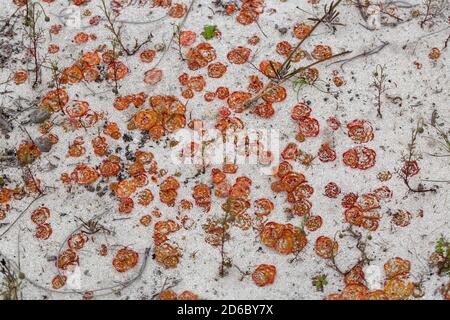 Drosera zonaria west of Brookton, Western Australia Stock Photo - Alamy