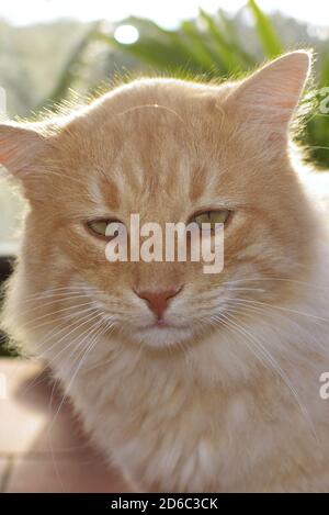 half-haired honey-colored domestic cat Stock Photo - Alamy