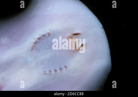 HEAD OF MOROTO RAY potamotrygon motoro Stock Photo - Alamy