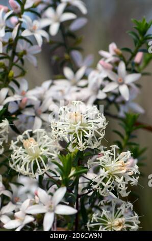 Slender Rice Flower (Pimelea Linifolia) looks like it should be called ...