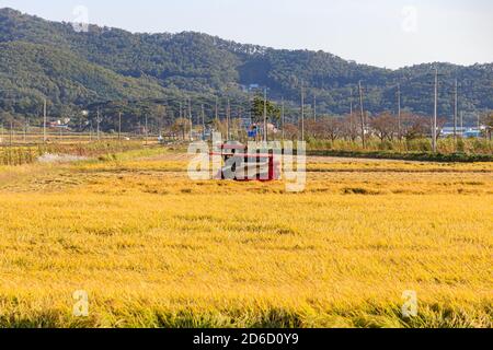 Incheon, South Korea -12 October 2020. Korean traditional rice farming ...