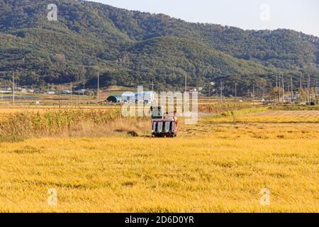 Incheon, South Korea -12 October 2020. Korean traditional rice farming ...