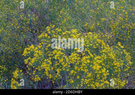 Prairie Broomweed, Amphiachyris dracunculoides Stock Photo - Alamy