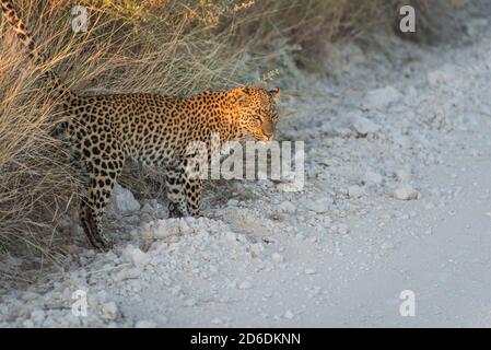 A jeep tour through Namibia, leopard in Etosha National Park Stock ...