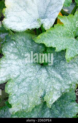 Cucurbita pepo. Powdery mildew, fungal disease causing a white dust ...