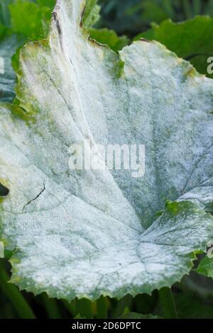 Cucurbita pepo. Powdery mildew fungal disease on the leaves of a ...