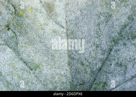 Cucurbita pepo. Powdery mildew, fungal disease causing a white dust ...