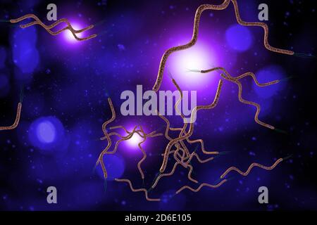 Illustration of Helicobacter pylori bacteria, a gram-negative spiral ...