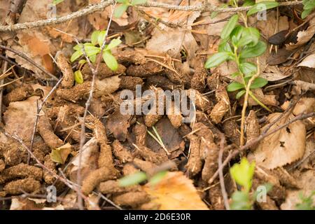 Black grouse droppings Stock Photo - Alamy