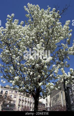 A vertical closeup shot of the blossomed cherry tree branch during ...