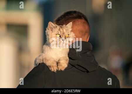 A man holds a cat on his shoulder during the annual St Patrick's Day ...