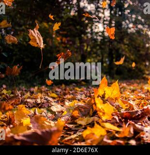 Yellow leaves falling from trees on a sunny autumn day Stock Photo - Alamy