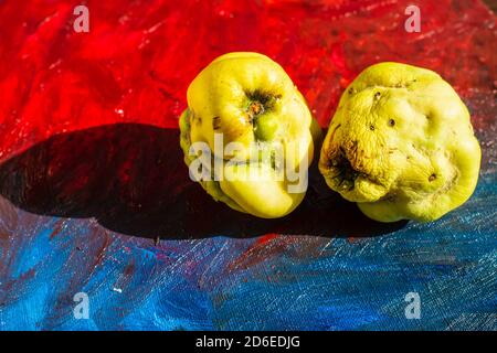 Two yellow quinces on a red blue background . Close-up Stock Photo - Alamy