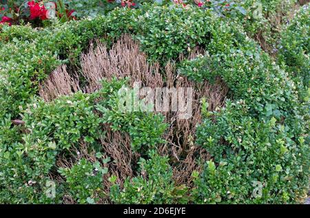 Boxwood (Buxus) damaged by the fungus Cylindrocladium buxicola, boxwood ...