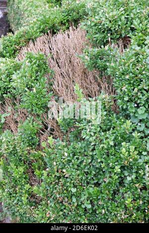 Boxwood (Buxus) damaged by the fungus Cylindrocladium buxicola, boxwood ...