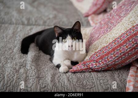 Cute cat laying around Stock Photo - Alamy