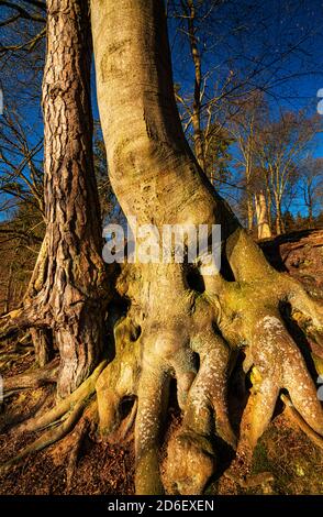 Old beech tree with open eyes Stock Photo - Alamy