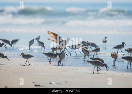 sandpiper at border field state park Stock Photo - Alamy