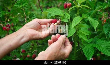 Farmer picking organic raspberries, Serbia Stock Photo - Alamy