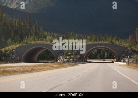Wildlife bridge crossing over the Trans-Canada Highway, Banff National ...
