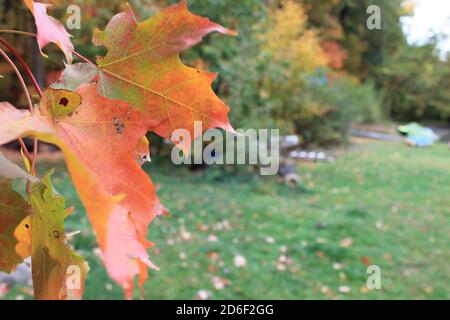 Picture of leaves changing color in the fall season Stock Photo - Alamy