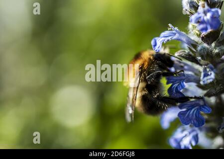 Bumblebee pollinates Creeping Gunsel Stock Photo - Alamy