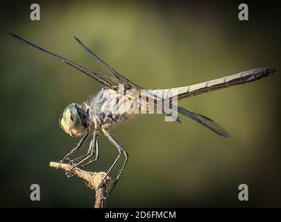 A dragonfly perched on a tree branch and nature background, Selective ...