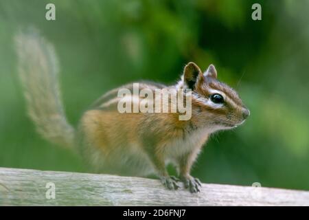 Least Chipmunk, Capulin Spring, Sandia Mountains, New Mexico, USA Stock ...