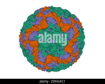 Foot-and-mouth disease virus surface protein, molecular model. Foot-and ...