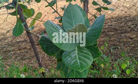 aak plant, scientifically called Calotropis gigantea. 'Aak' is also ...