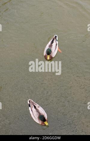 Ducks in a river viewed from above Stock Photo - Alamy