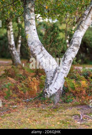 Shape in the trunk of a birch tree in Carrizosa Stock Photo - Alamy