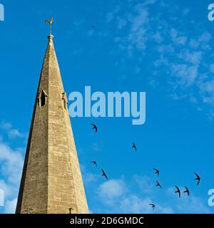 Common Swift (Apus apus) flock, in flight, silhouetted at sunset ...