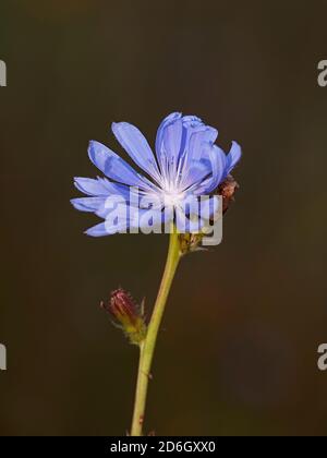 Single blue Chicory (Cichorium intybus) flower Stock Photo - Alamy