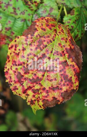 Violet Bramble Rust Phragmidium violaceum Stock Photo - Alamy